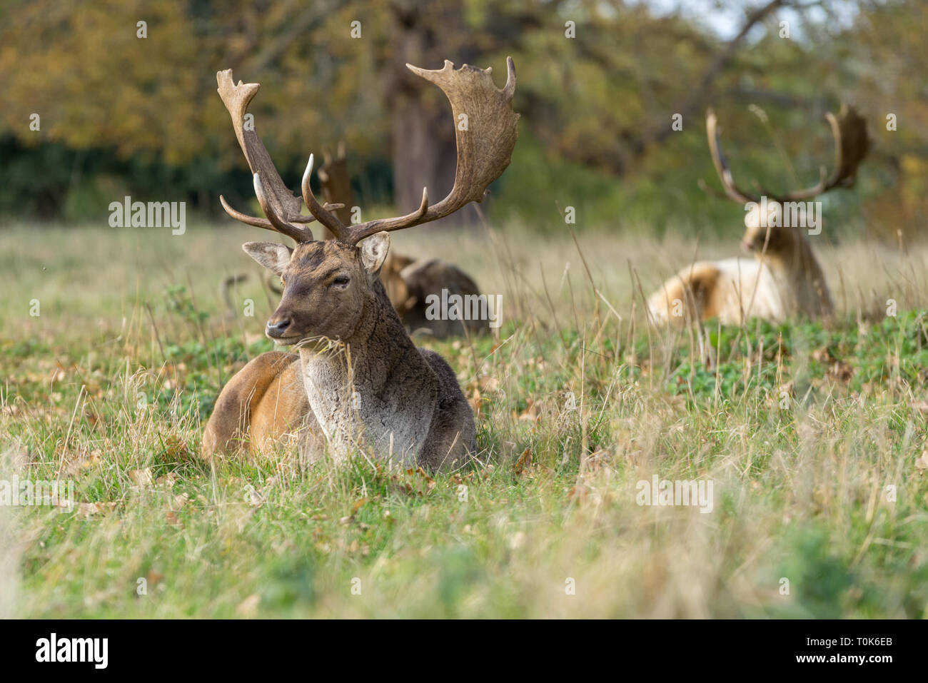 several wild deer sitting in grass Stock Photo - Alamy