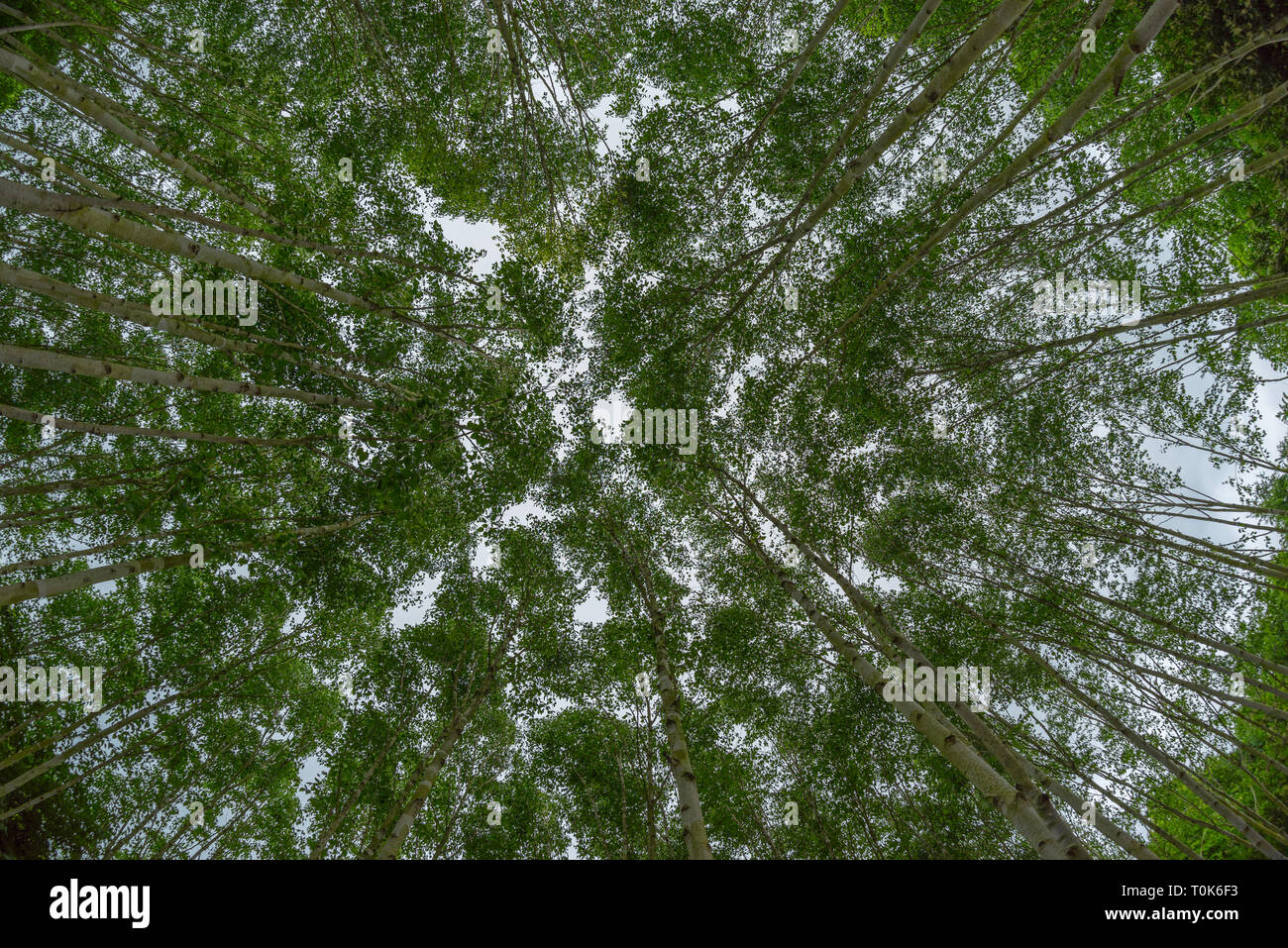 Looking up canopy trees hi-res stock photography and images - Alamy