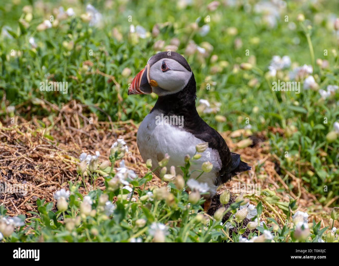 Puffins on Skellig Michael, Co Kerry, Ireland Stock Photo - Alamy