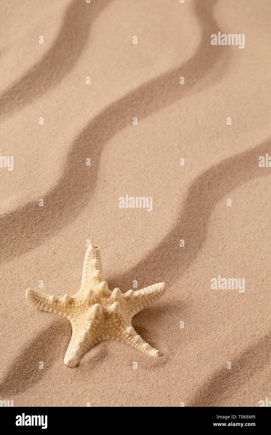 sea star or starfish on tropical beach sand. Sandy background with ...