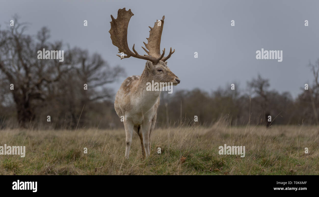 Wild Stag deer in countryside Stock Photo - Alamy