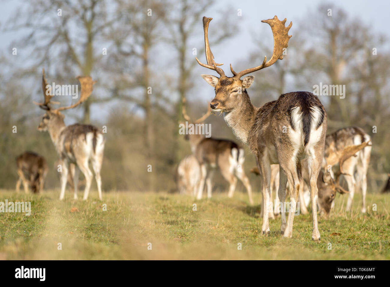 Wild deer looking back Stock Photo - Alamy