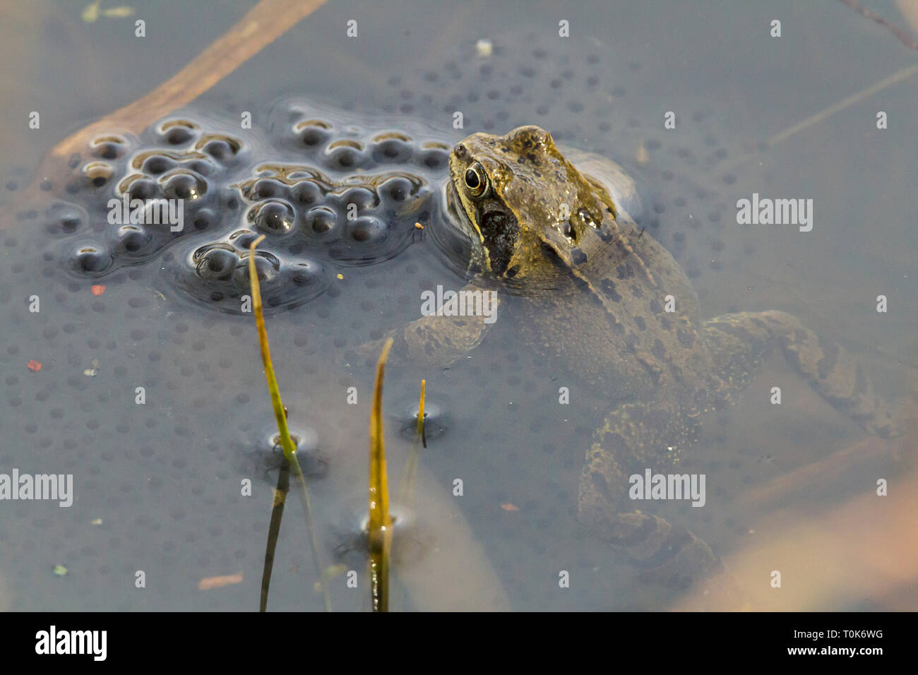 Frogs can change to darker or lighter colour color hi-res stock ...