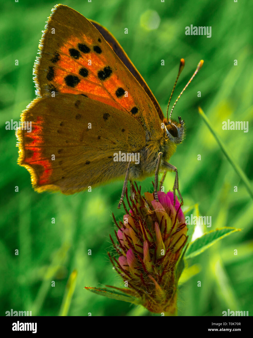 Macro Photo of Lycaena phlaeas, small copper Butterfly on flower Stock ...