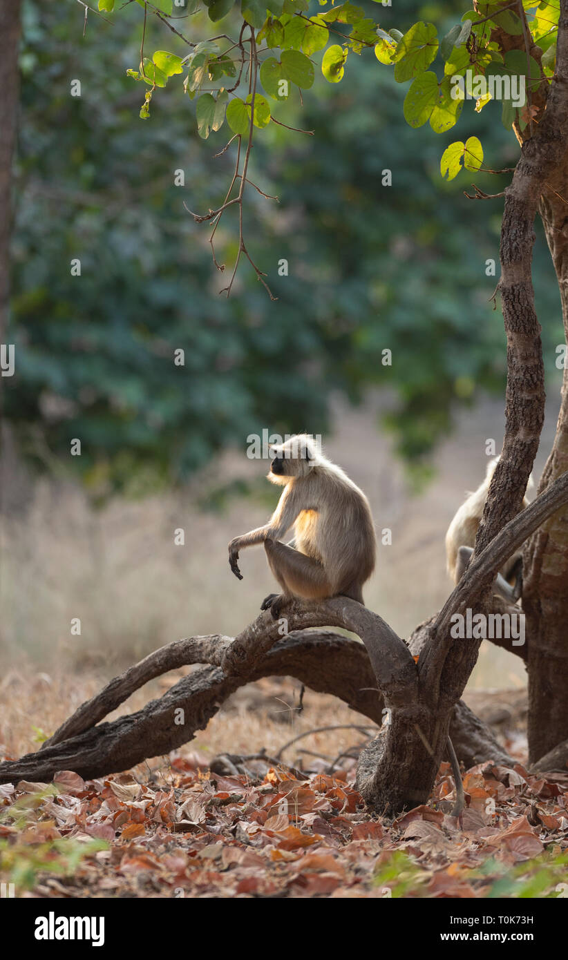 Indian langur sitting on Tree bark at Pench national Park,Madhya ...