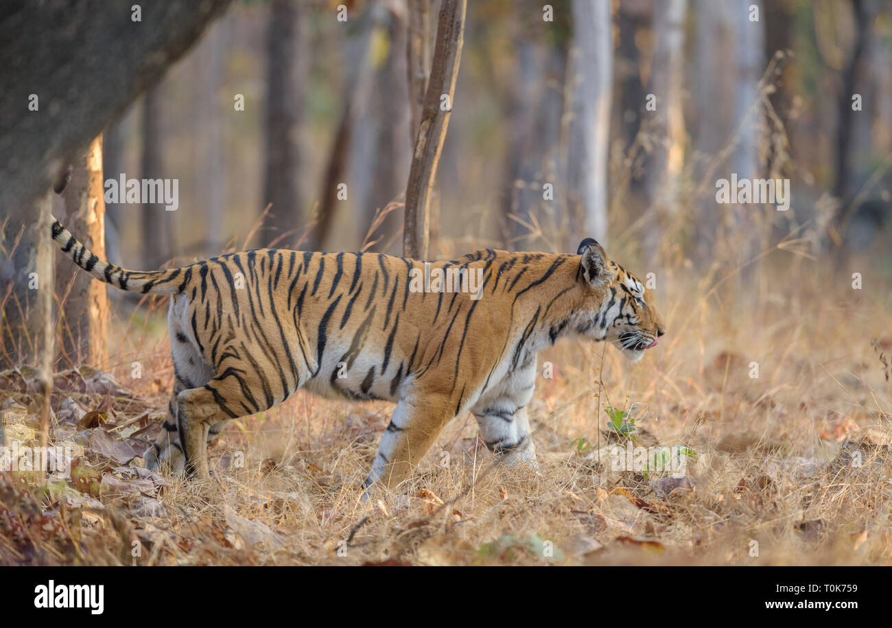 Tiger walking with tail up at Pench national Park,Madhya Pradesh Stock ...