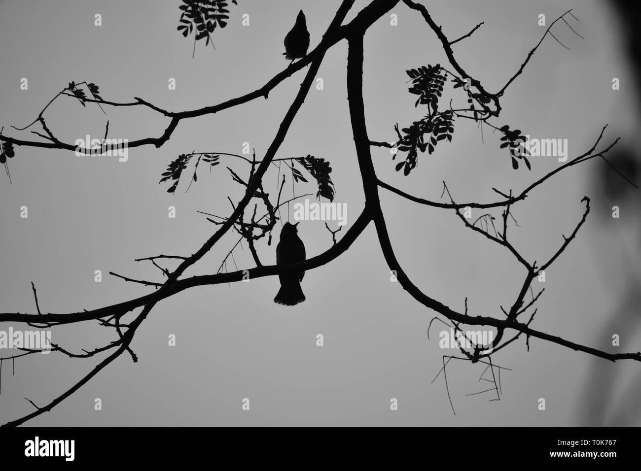 Birds branch winter Black and White Stock Photos & Images - Alamy