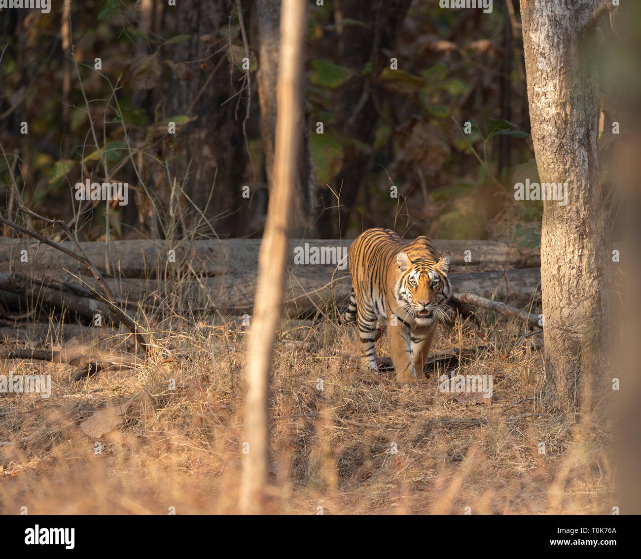 Pench national park animals hi-res stock photography and images - Alamy