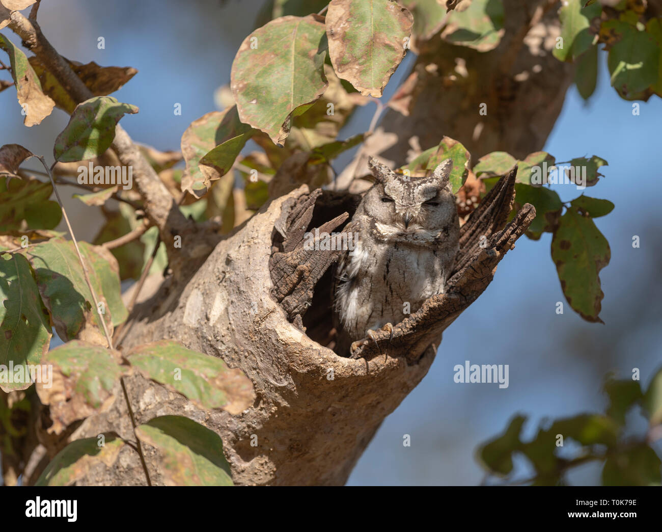 Indian Scopes Owl at PenchNational Park, Madhya Pradesh, India Stock ...
