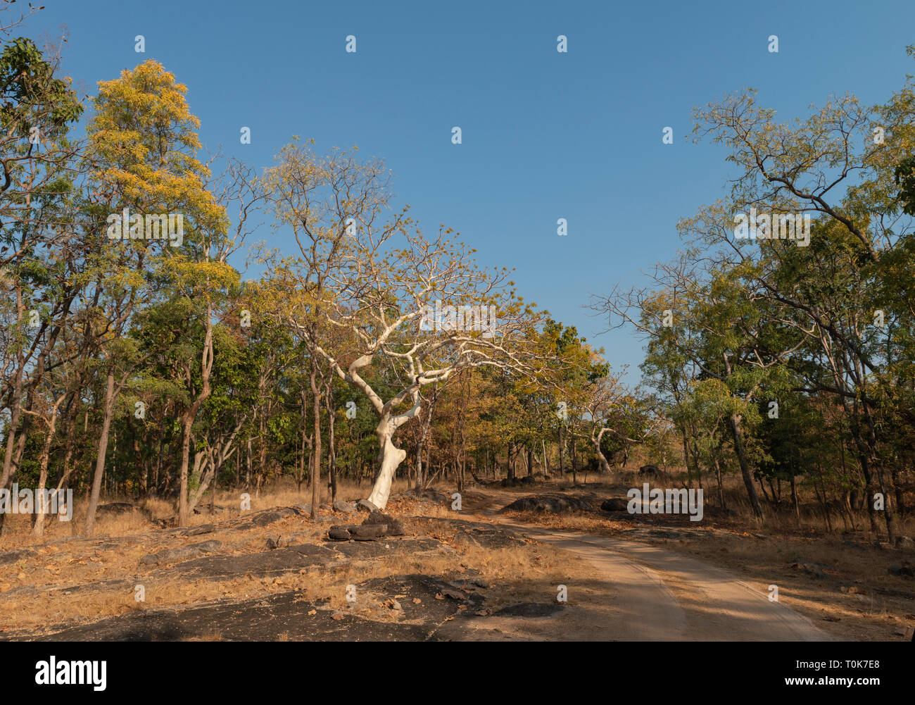 Ghost Tree at Pench national Park,Madhya Pradesh India Stock Photo - Alamy