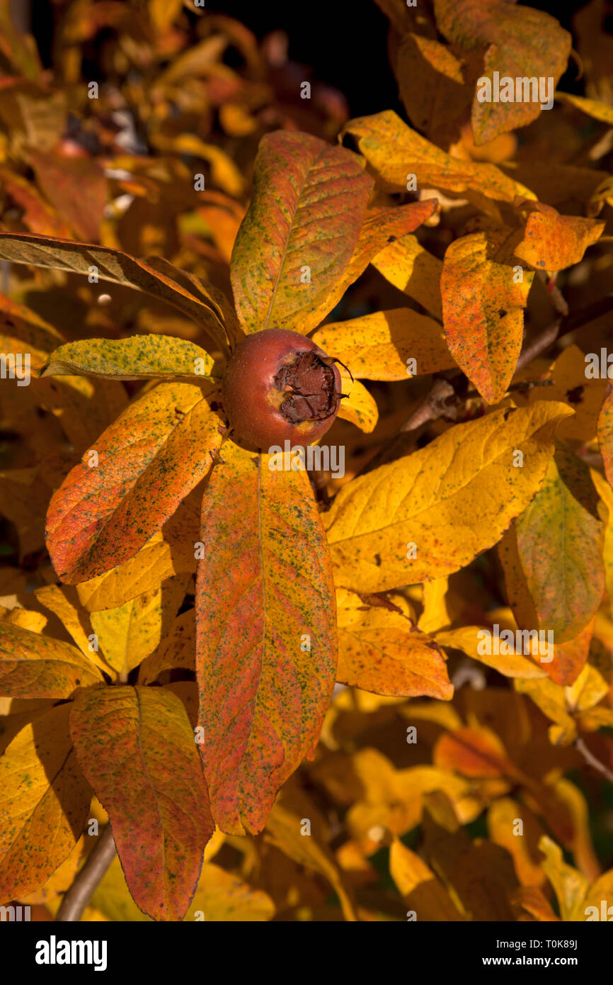 Fruit medlar autumn hi-res stock photography and images - Alamy
