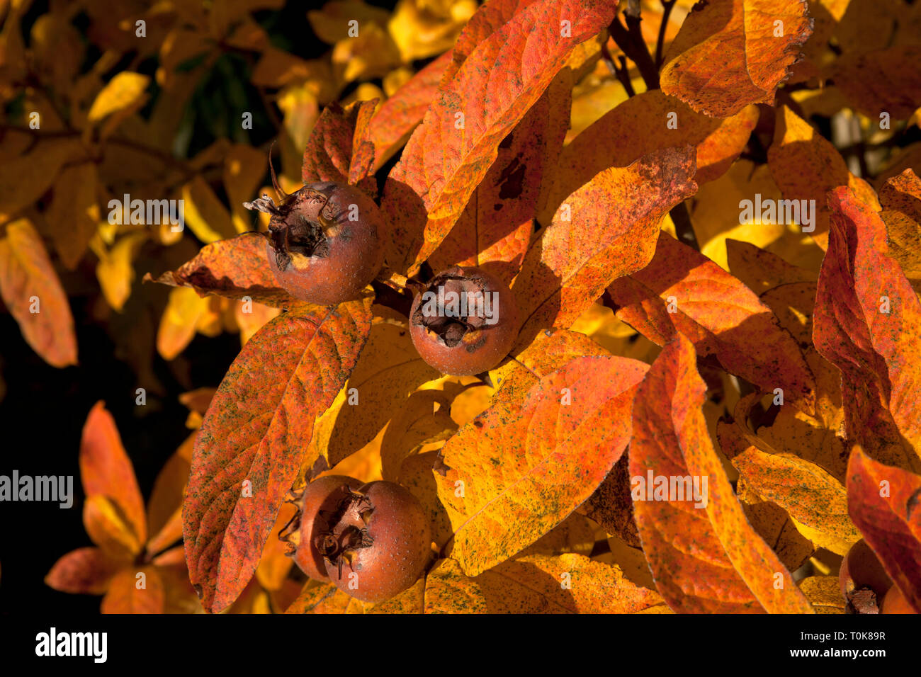 medlar tree with fruit in autumn surrey england Stock Photo - Alamy