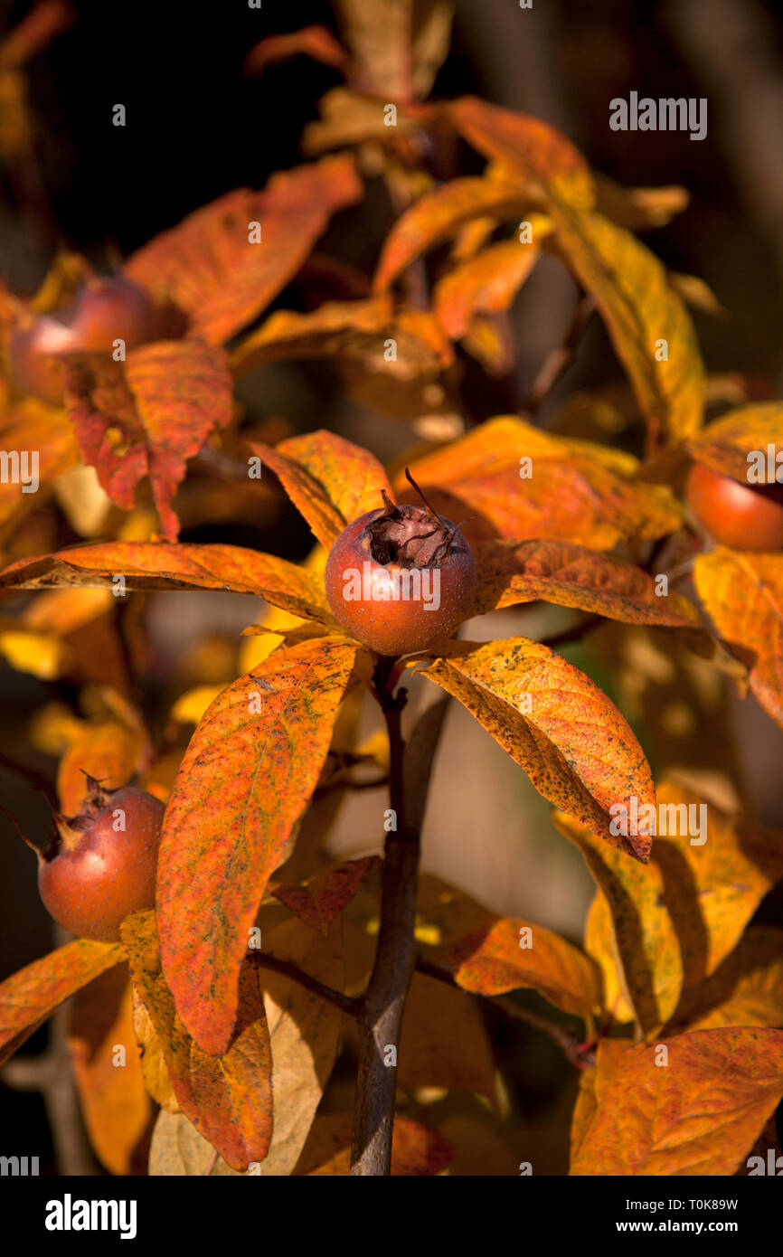Fruit medlar autumn hi-res stock photography and images - Alamy
