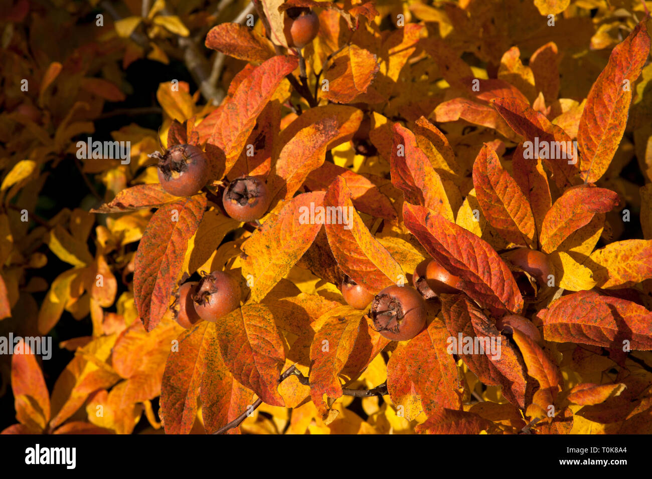 medlar tree with fruit in autumn surrey england Stock Photo - Alamy
