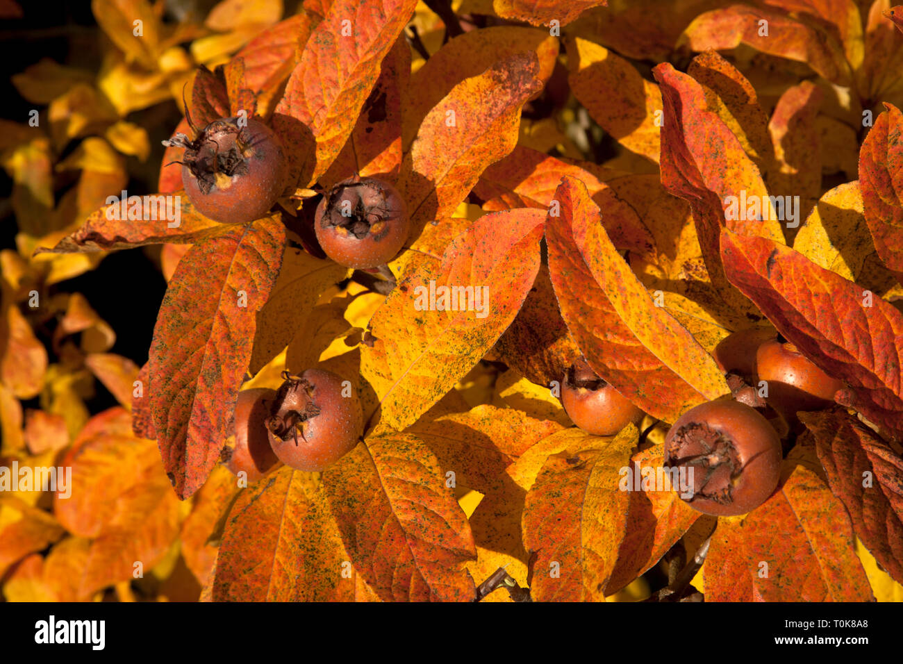 Fruit medlar autumn hi-res stock photography and images - Alamy