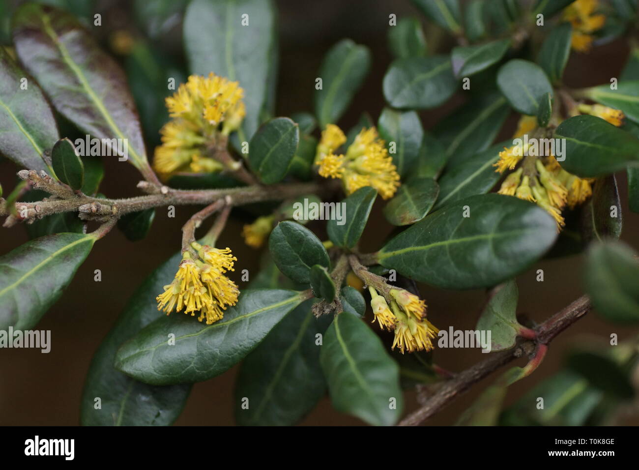 Azara hi-res stock photography and images - Alamy
