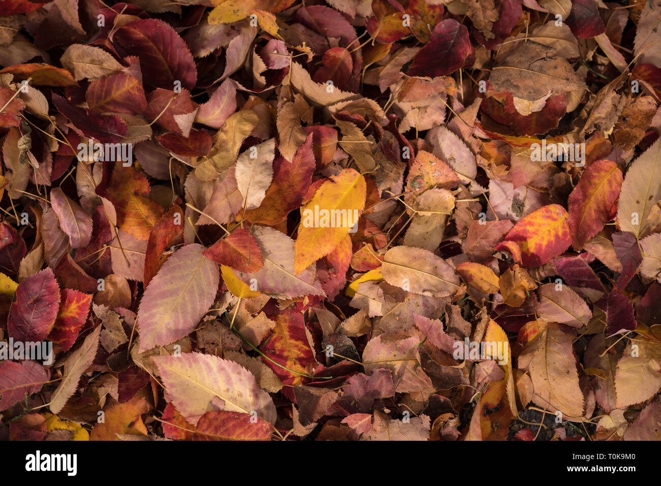 Autumn leaves in Hampton Court, London, united Kingdom Stock Photo - Alamy