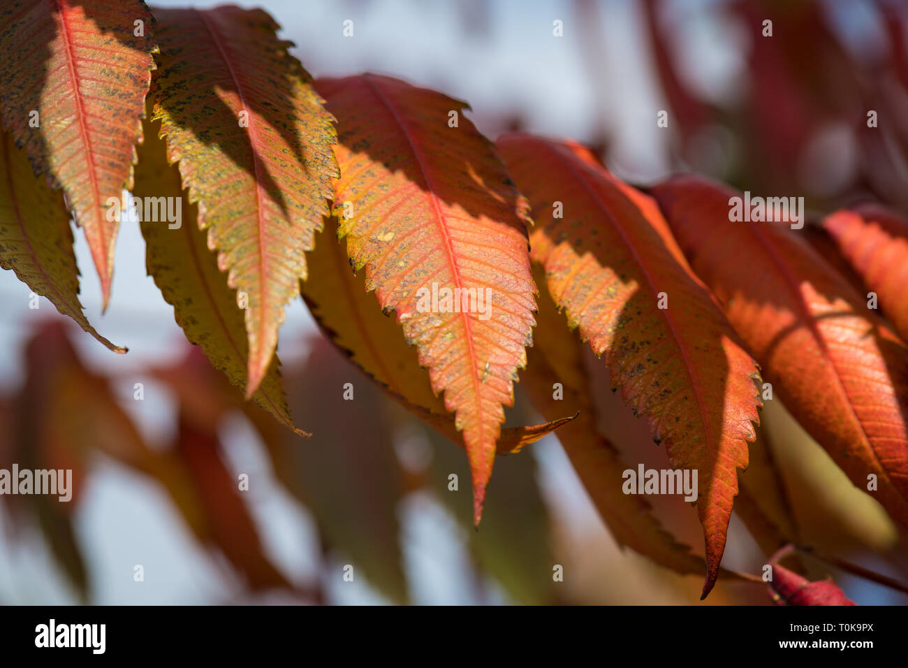 English autumn colours, Hampton Court, London, United Kingdom Stock ...