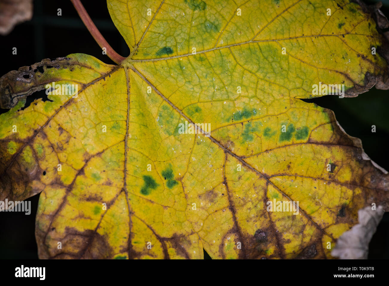 Maple tree leaf in autumn, Hampton Court, London, United Kingdom Stock ...