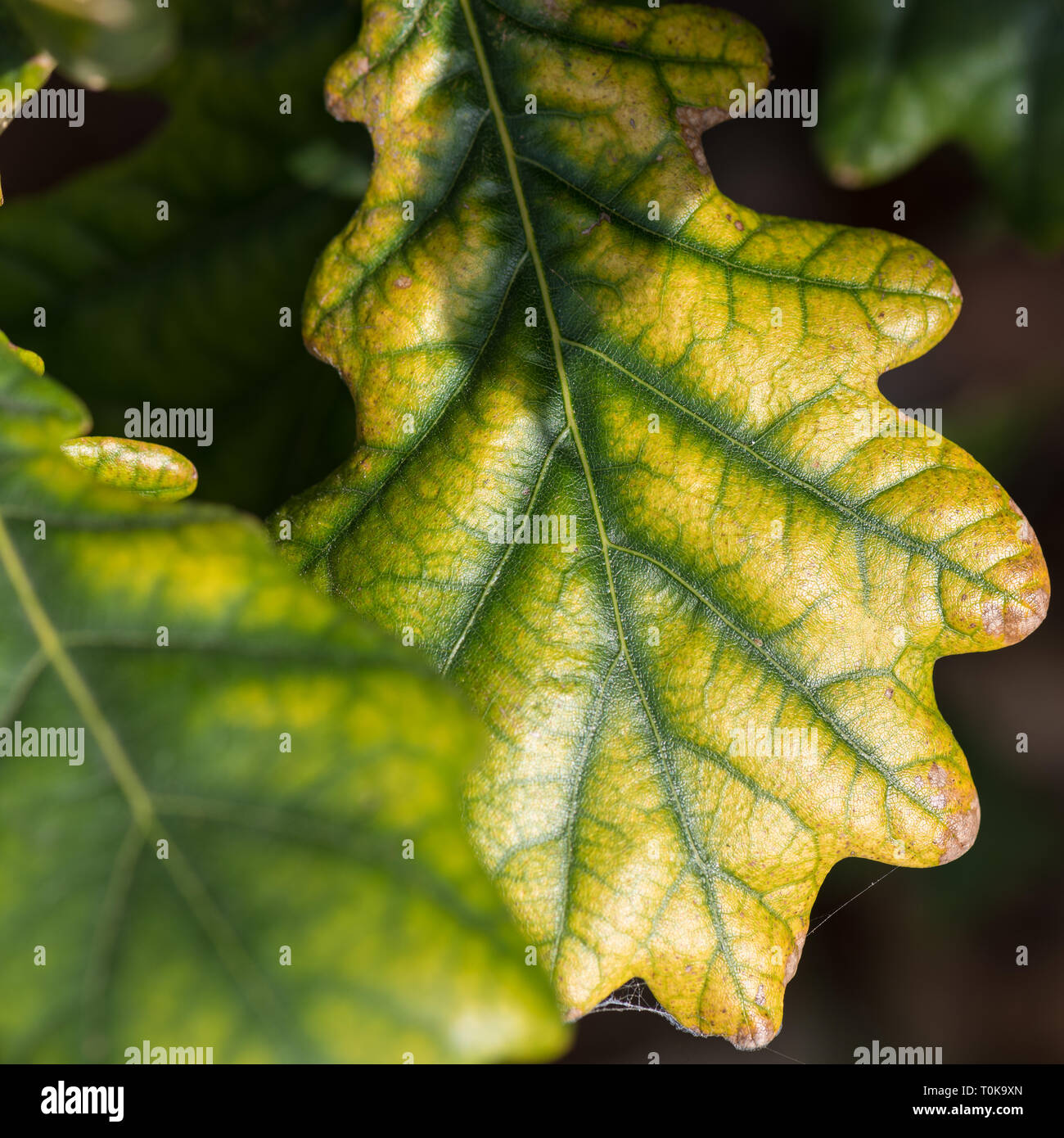 Details of oak tree leaf Stock Photo - Alamy