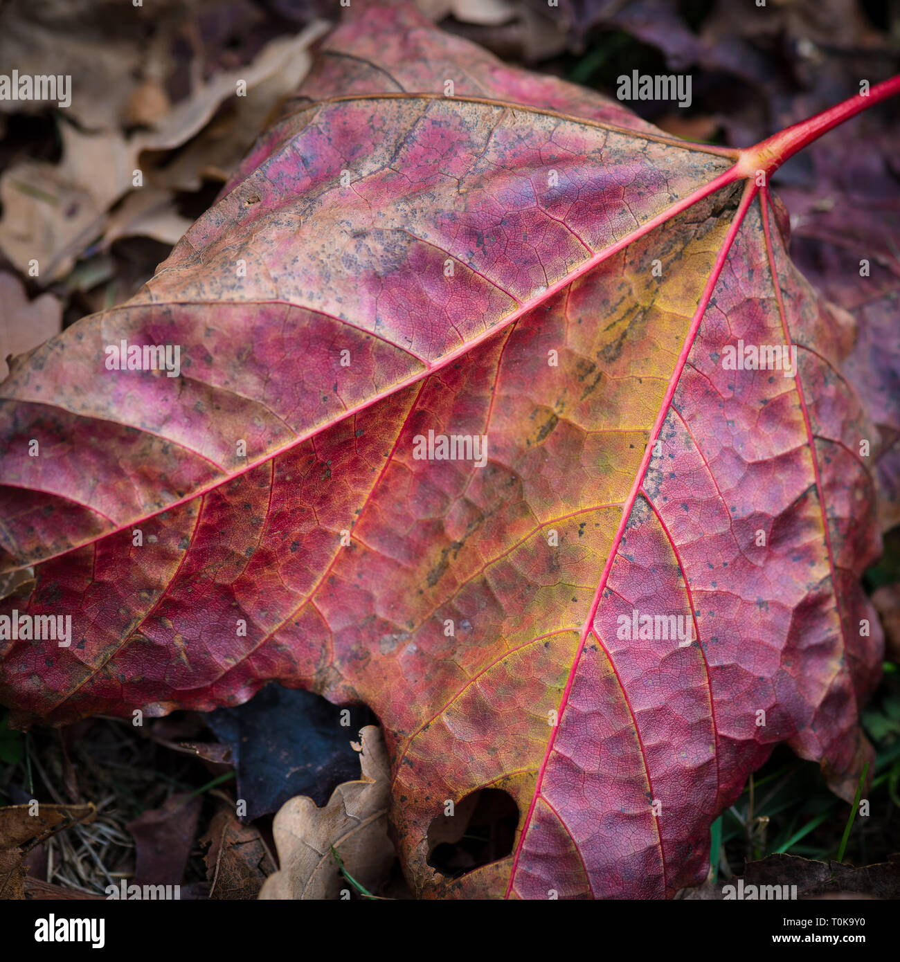 Maple tree leaf in autumn, Hampton Court, London, United Kingdom Stock ...
