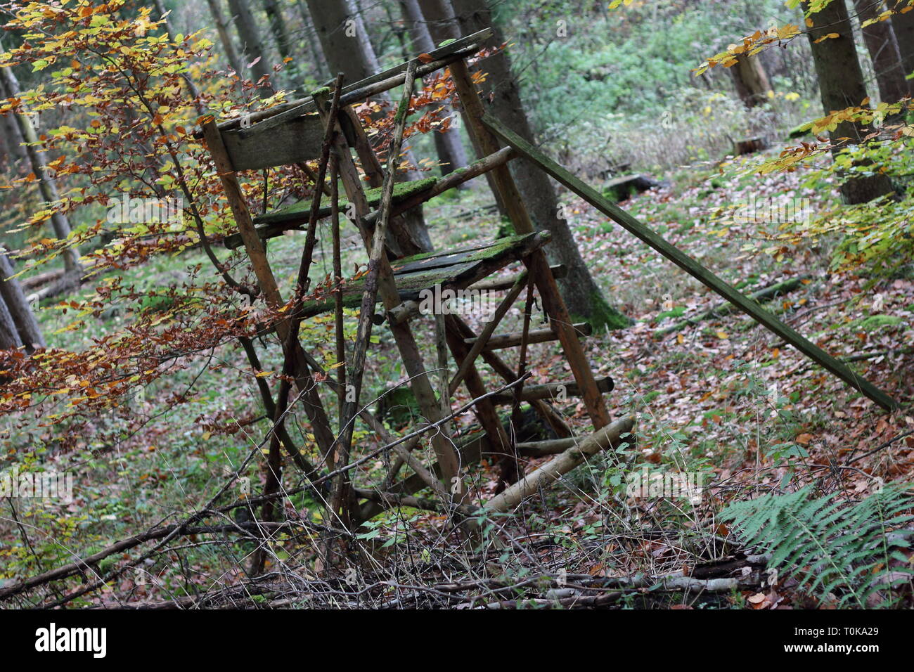 Trees in the forest Stock Photo - Alamy