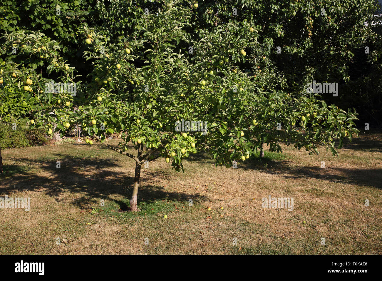 Apple Tree In Garden Surrey England Stock Photo - Alamy