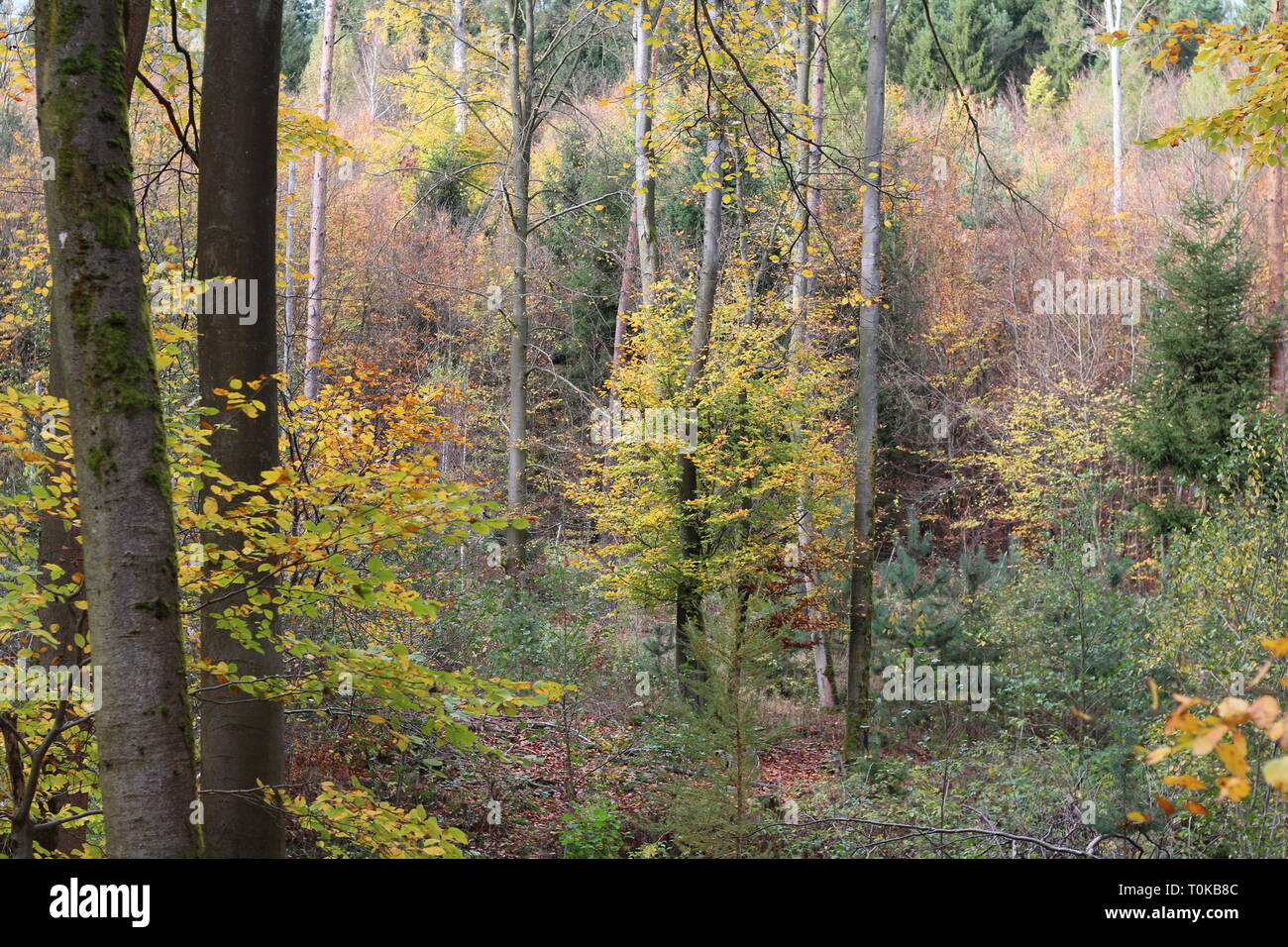 Trees in the forest Stock Photo - Alamy