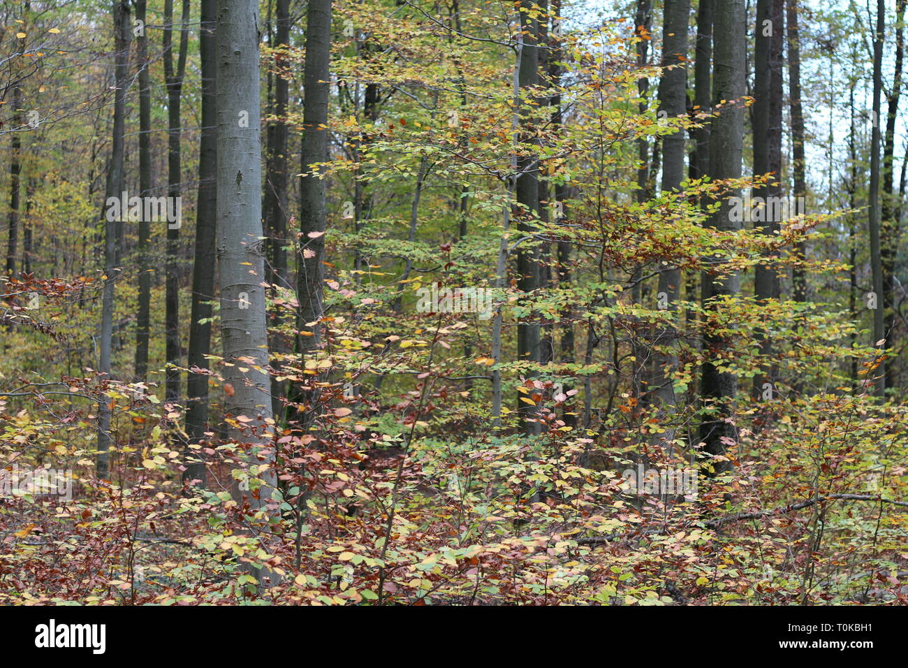 Trees in the forest Stock Photo - Alamy