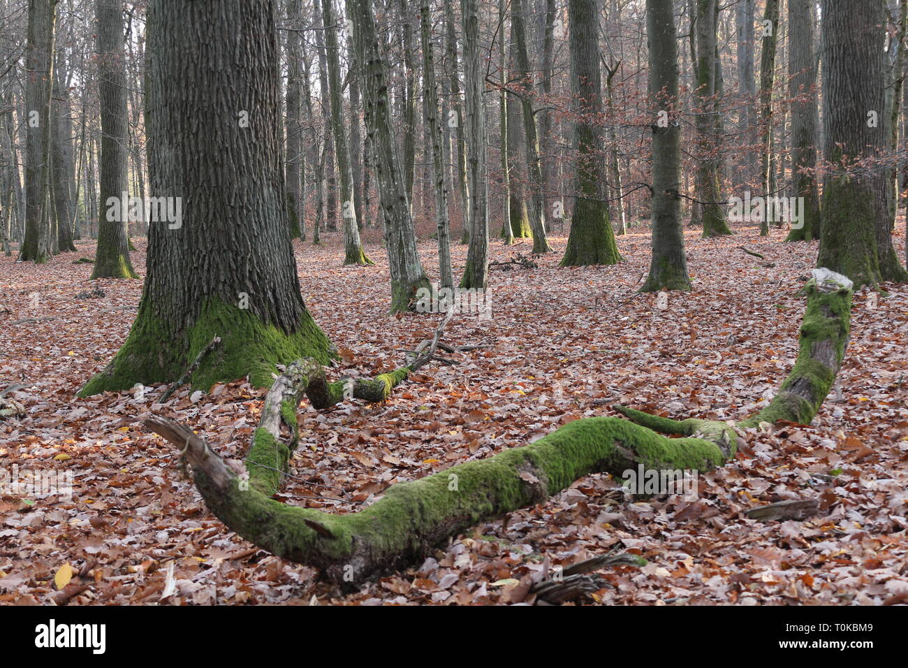 Trees in the forest Stock Photo - Alamy