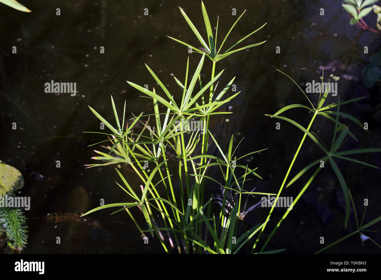 Papyrus Growing in Pond in Garden Surrey England Stock Photo - Alamy