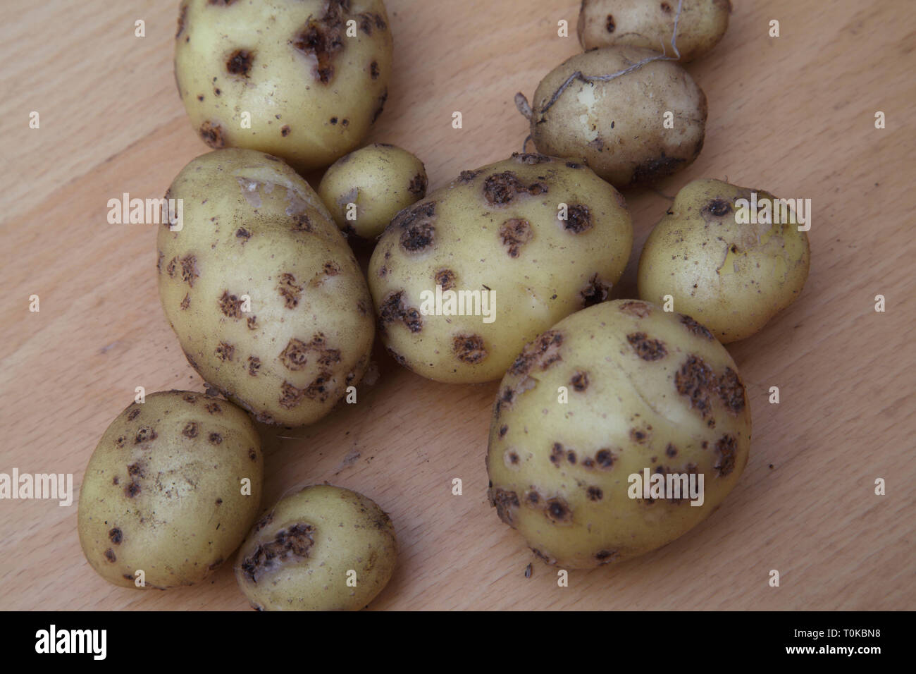 Potatoes with Common Scab Disease caused by Streptomyces Scabies Stock ...