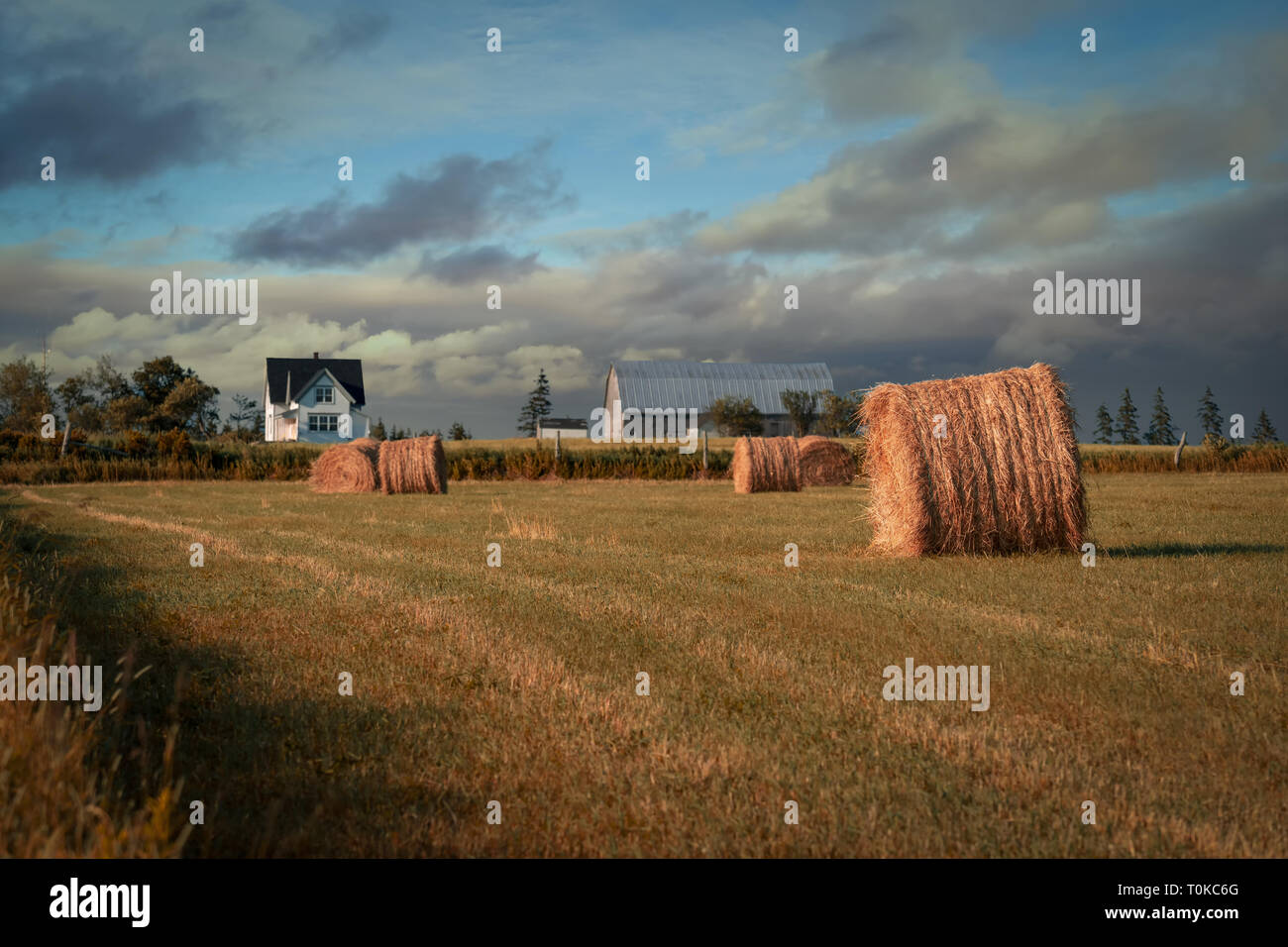 Hay bales in a farm field Stock Photo - Alamy