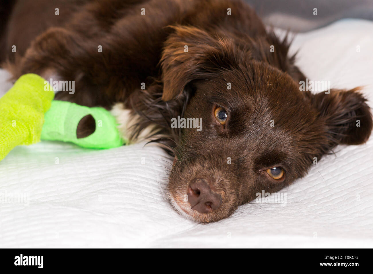 Sad dog at the veterinary clinic receiving treatment Stock Photo - Alamy