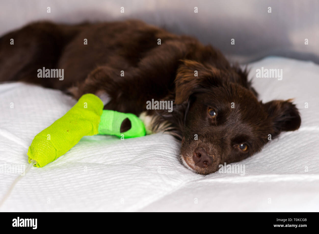 dog receiving iv treatment at the veterinary clinic Stock Photo - Alamy