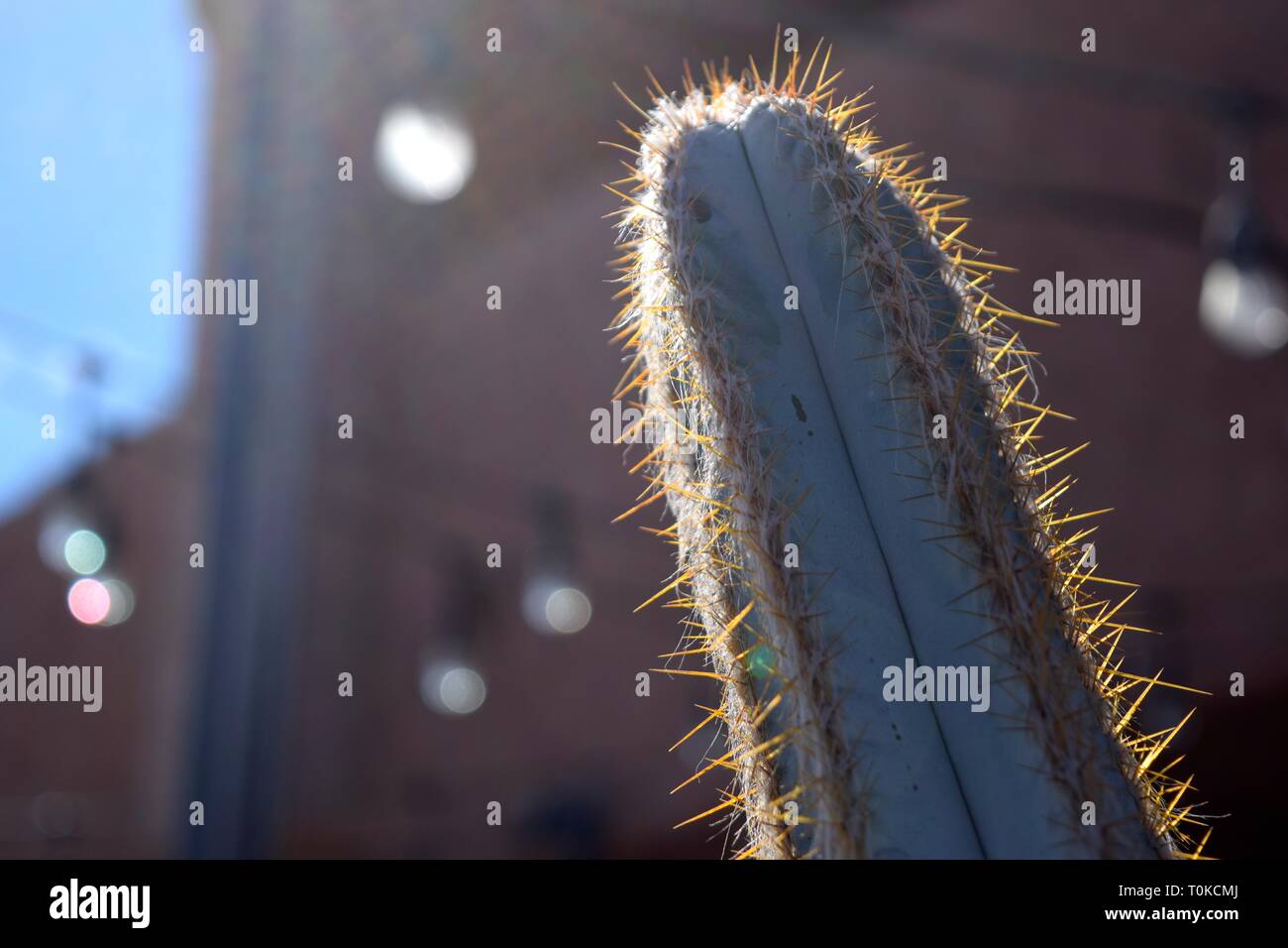 Spiked palm hi-res stock photography and images - Alamy