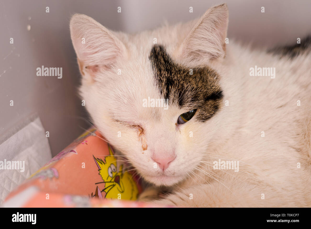 cat with one eye closed because of conjunctivitis Stock Photo - Alamy