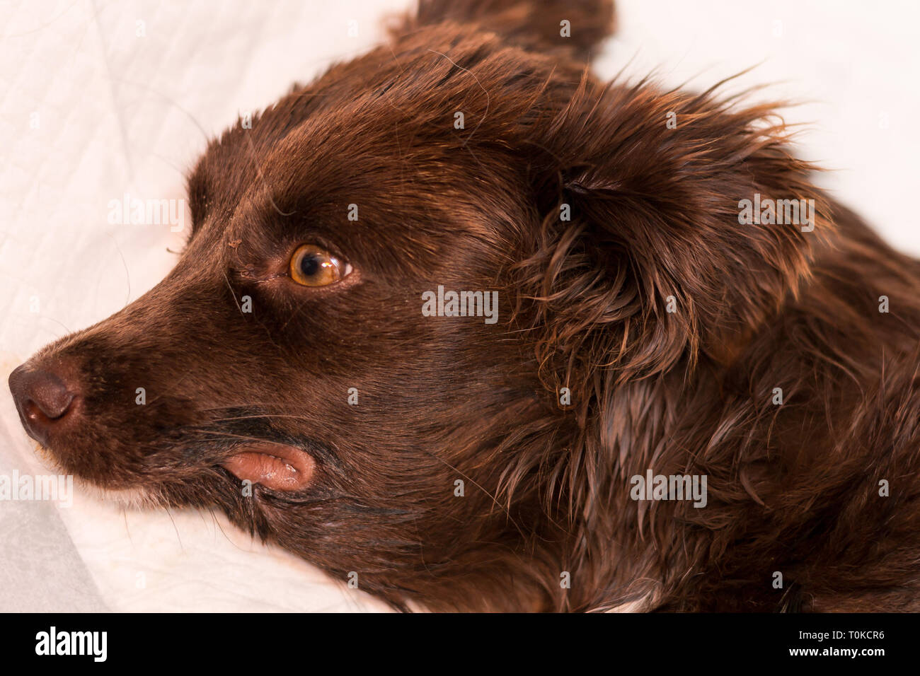 submandibular edema in a dog with severe renal failure Stock Photo - Alamy