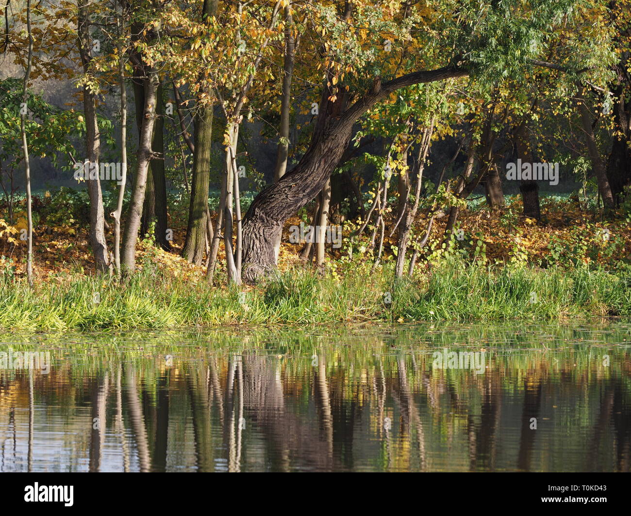 Landscape of scenic trees on shore and river at royal Wilanow park in ...