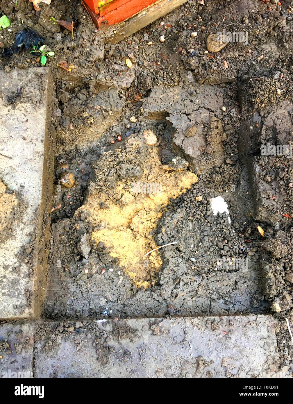 Rat burrows under paving Stock Photo - Alamy