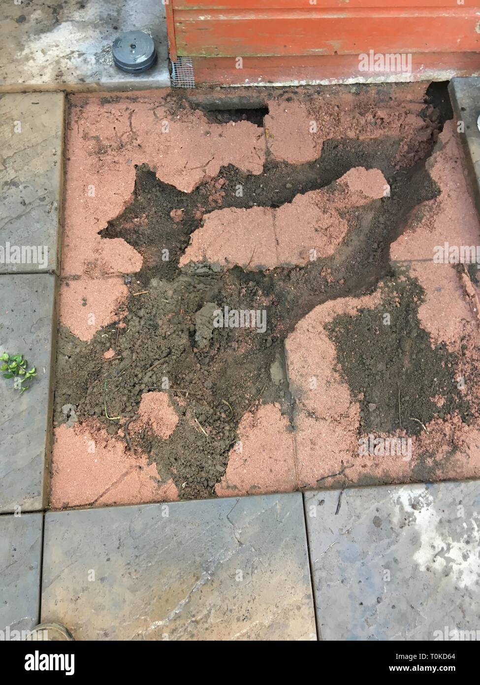 Rat burrows hi-res stock photography and images - Alamy