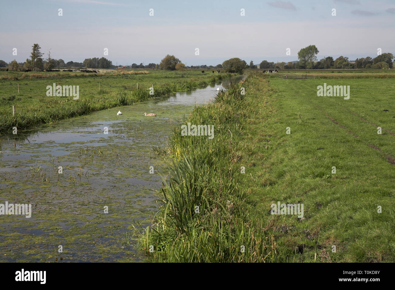 Somerset Levels Somerset England Stock Photo - Alamy