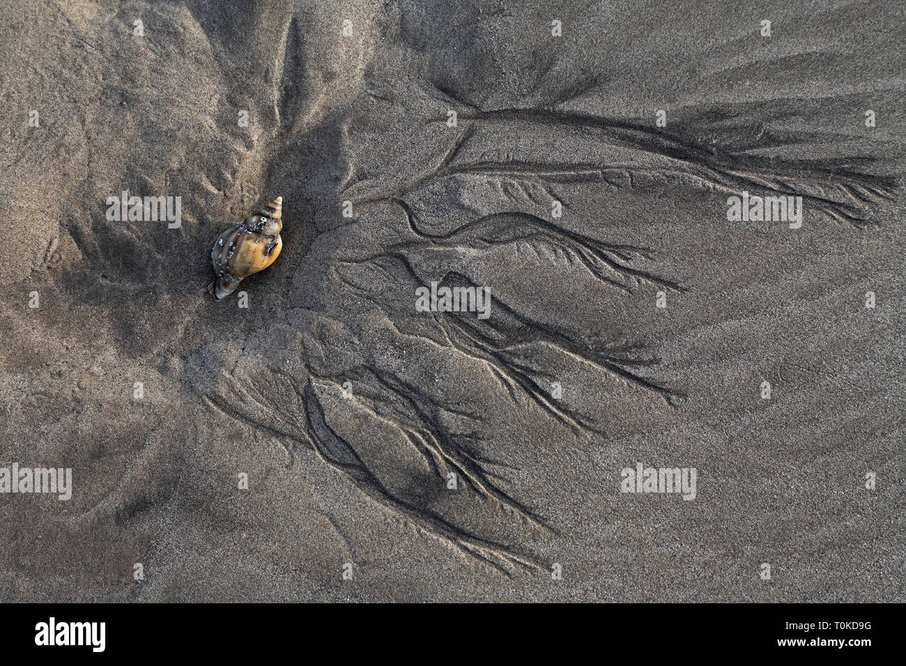 Shell on sandy beach Donna Nook Lincolnshire England Stock Photo - Alamy