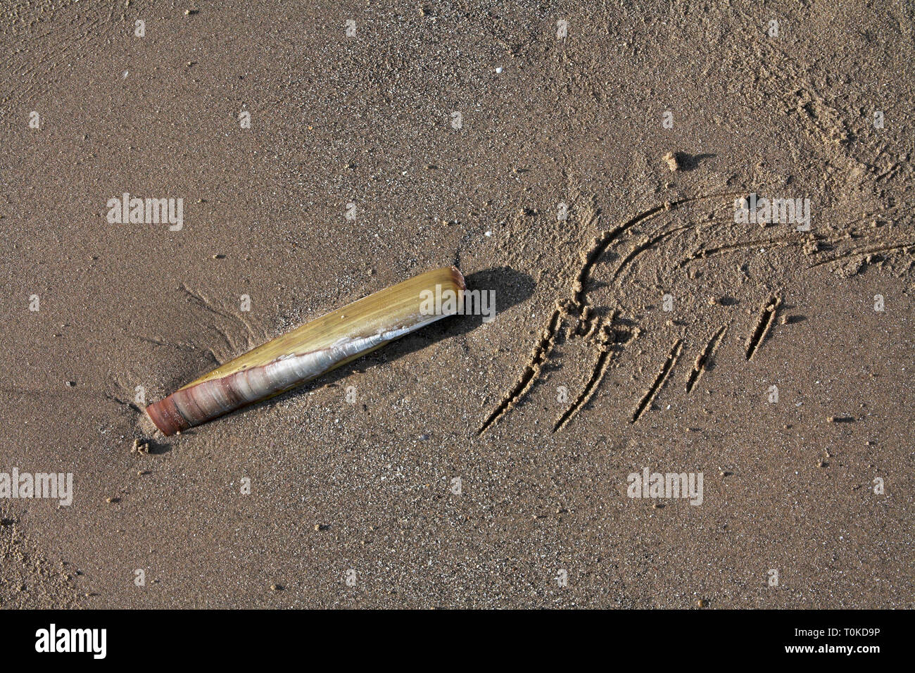 Pod razor shell Ensis siliqua Donna Nook Lincolnshire England Stock ...