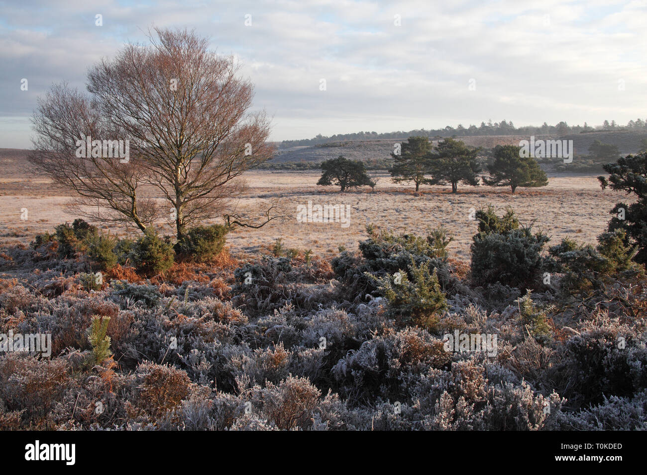 New forest hampshire landscape mire hi-res stock photography and images - Alamy