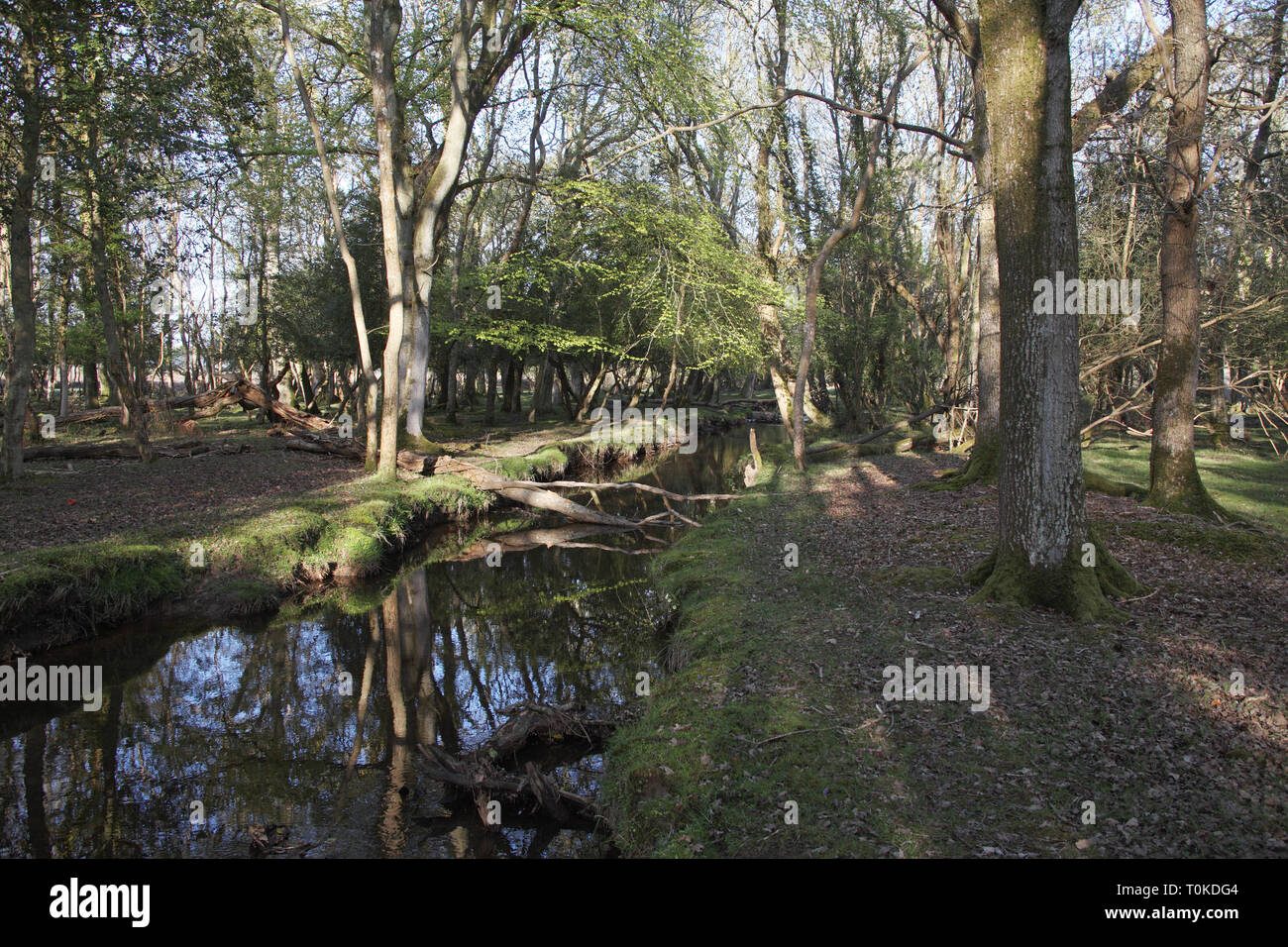 Beech Fagus sylvatica woodland and Highland Water stream Queen Bower ...