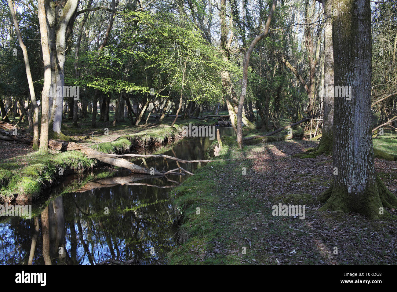 Beech Fagus sylvatica woodland and Highland Water stream Queen Bower ...