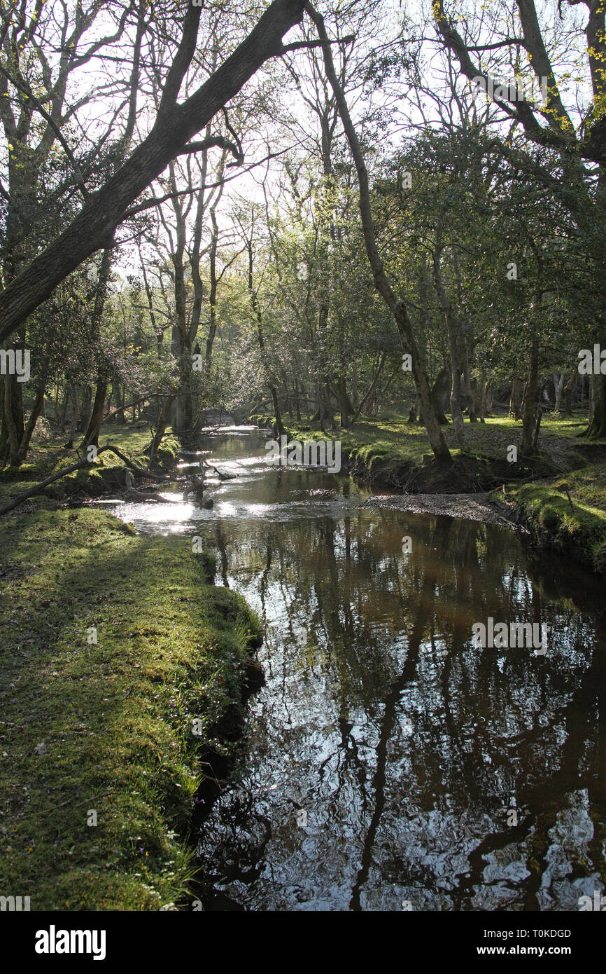Beech Fagus sylvatica woodland and Highland Water stream Queen Bower ...