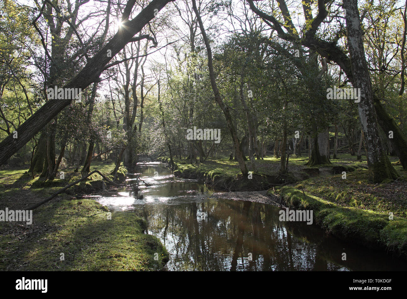 Beech Fagus sylvatica woodland and Highland Water stream Queen Bower ...