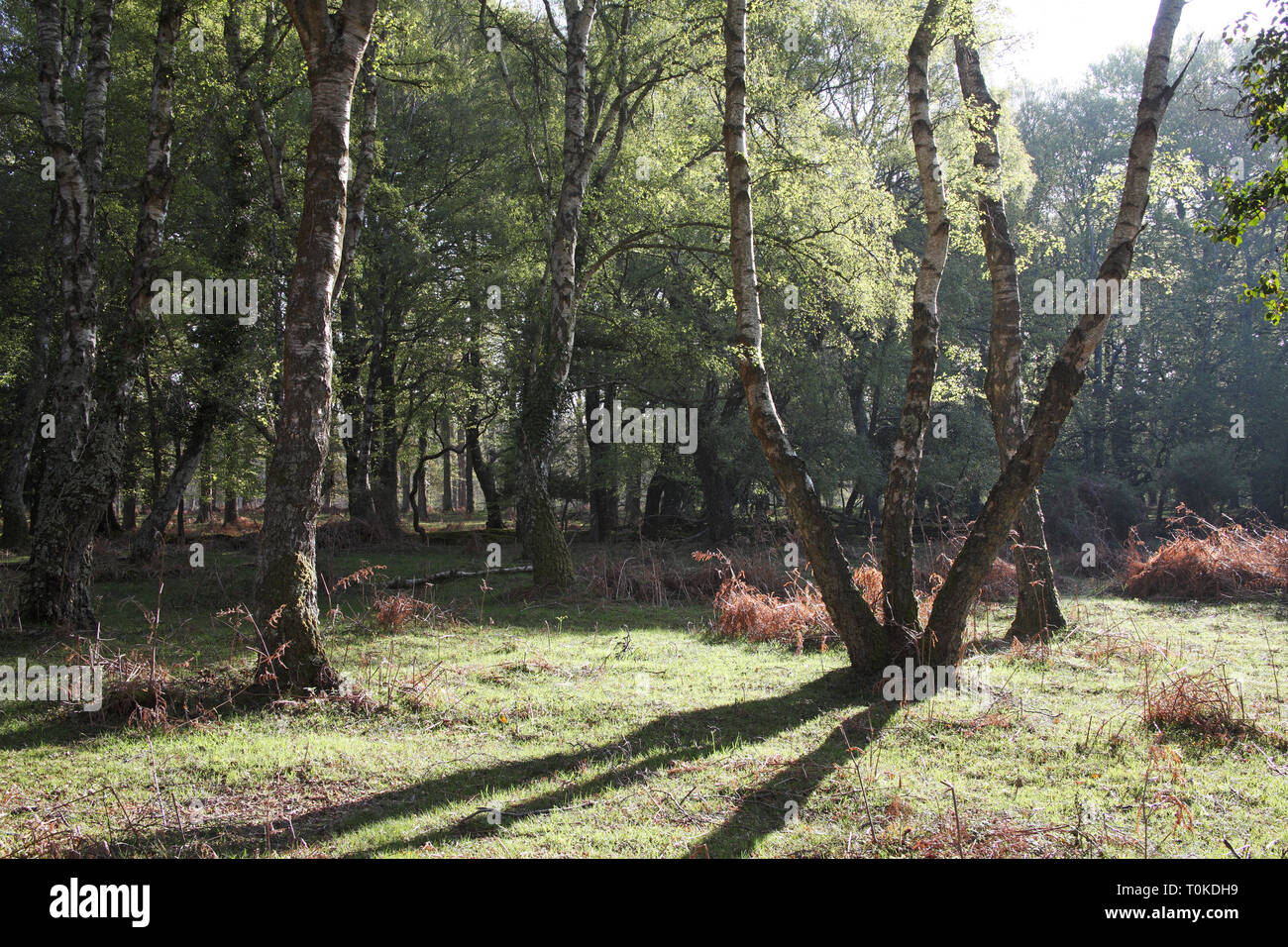 Silver birch Betula pendula woodland in spring Queen Bower New Forest ...